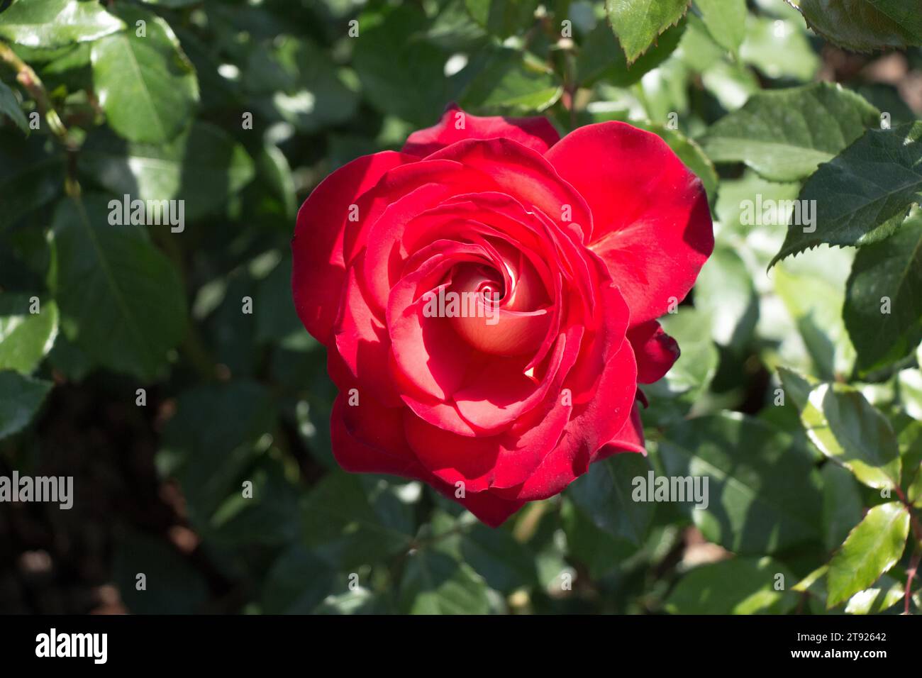 Beautiful fresh roses in close up view Stock Photo - Alamy