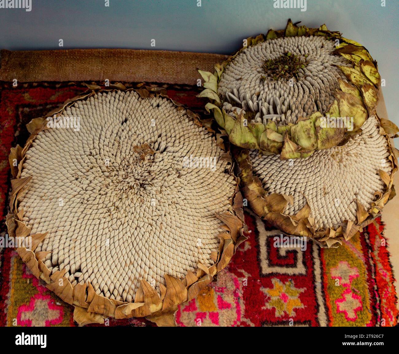 Sunflower head full with ripe sunflower seeds Stock Photo - Alamy