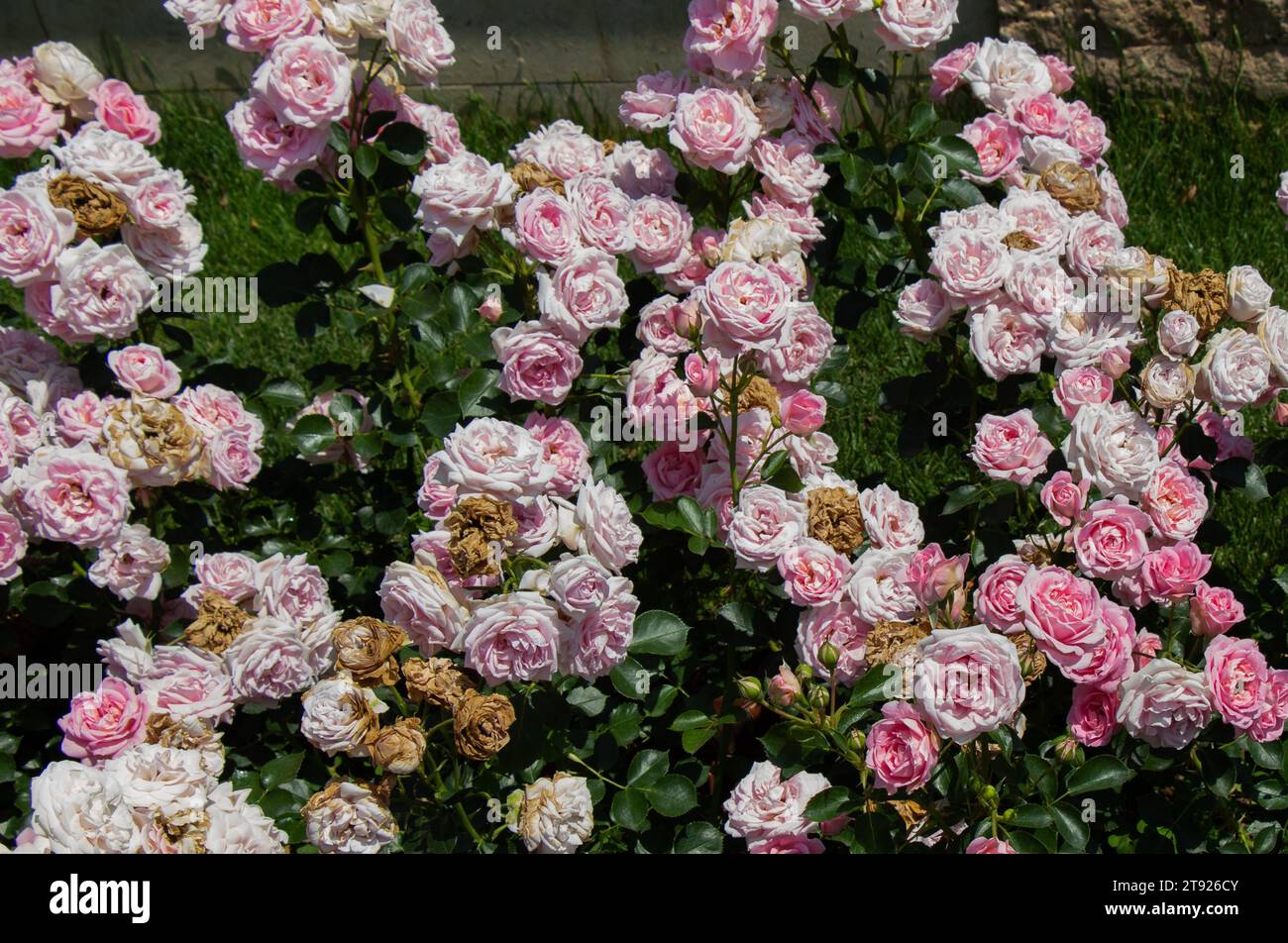 Pink roses in a botanical park in Istanbul on display Stock Photo - Alamy