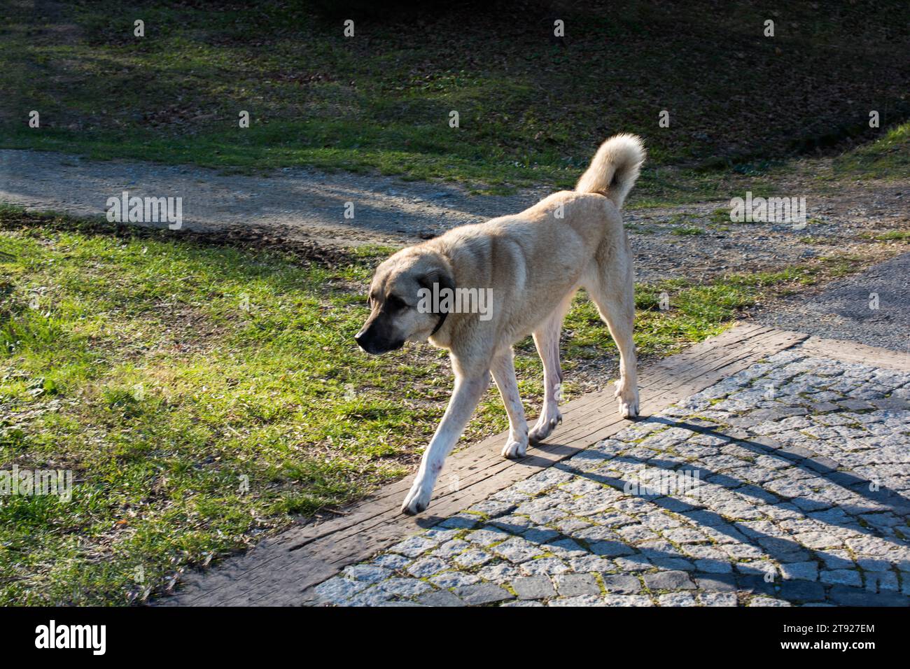 Turkish breed shepherd dog Kangal as livestock guarding dog Stock Photo ...