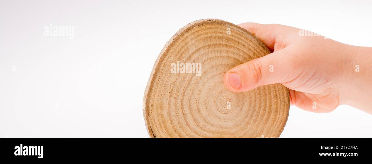 Wood Log cut in round thin pieces in hand on a white background Stock ...