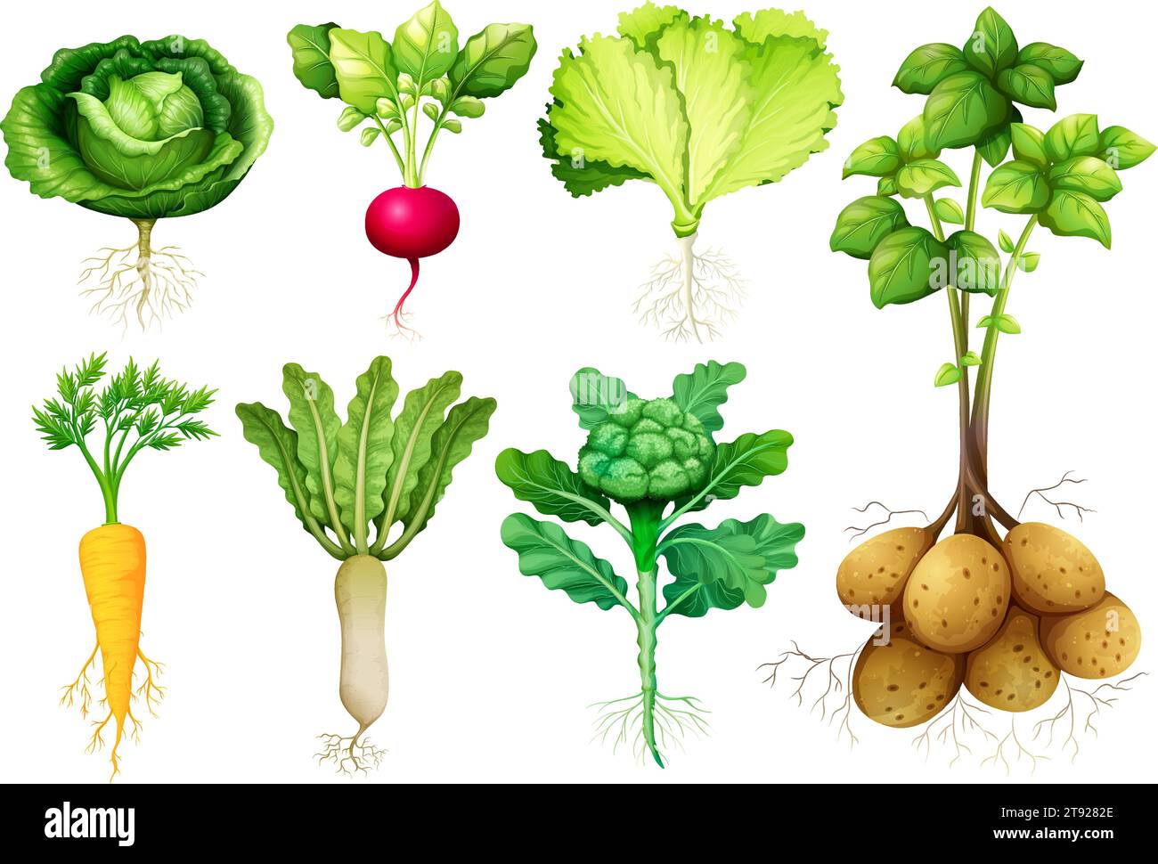 Vibrant vector cartoon illustration featuring a variety of edible root vegetables Stock Vector ...