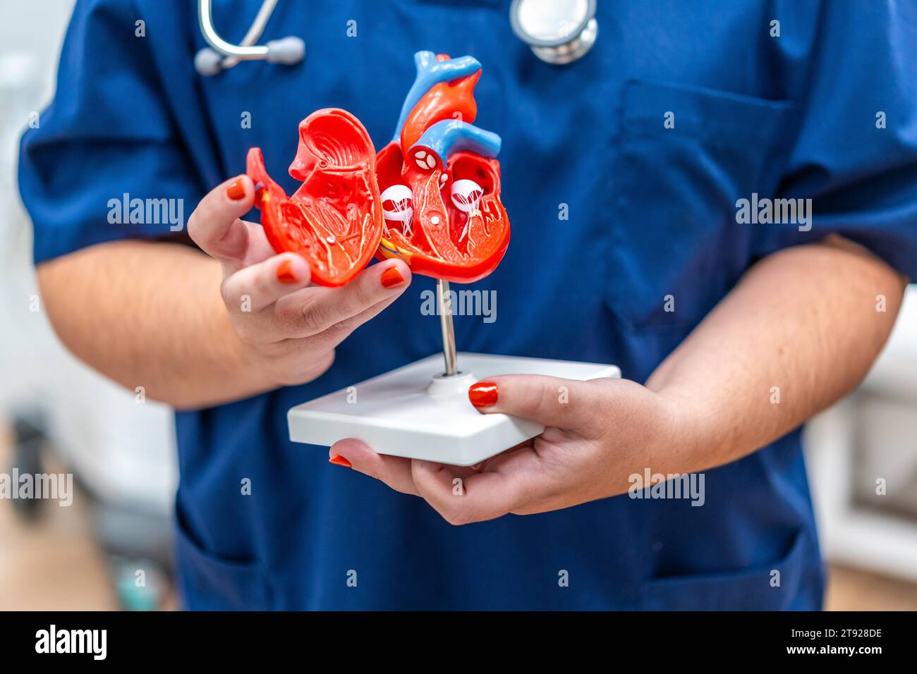 Close-up photo of a cardiologist holding a plastic heart shape model ...
