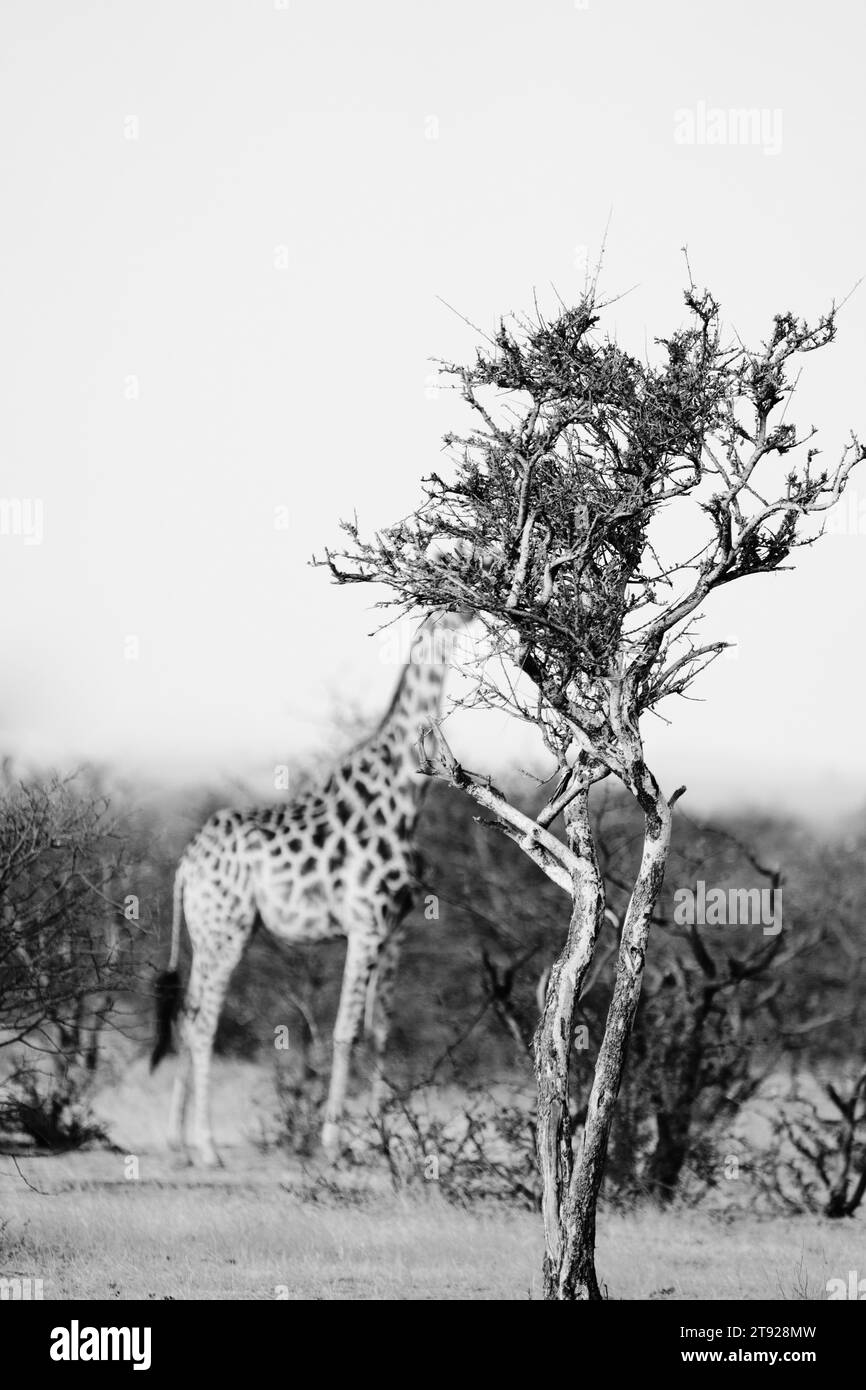 African giraffe Black and White Stock Photos & Images - Alamy