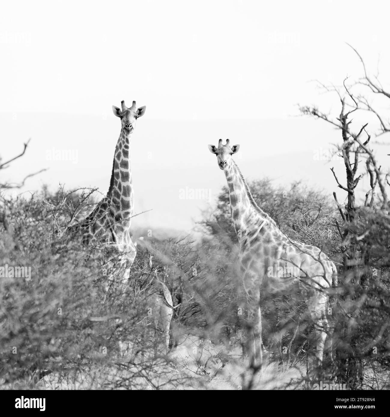 African southern africa Black and White Stock Photos & Images - Alamy