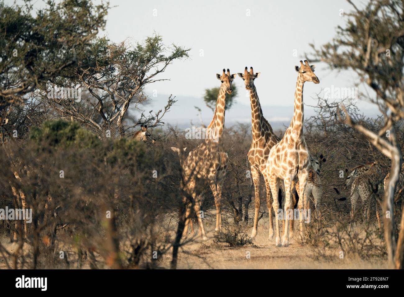 Giraffes with young animals, Limpopo, South Africa Stock Photo - Alamy