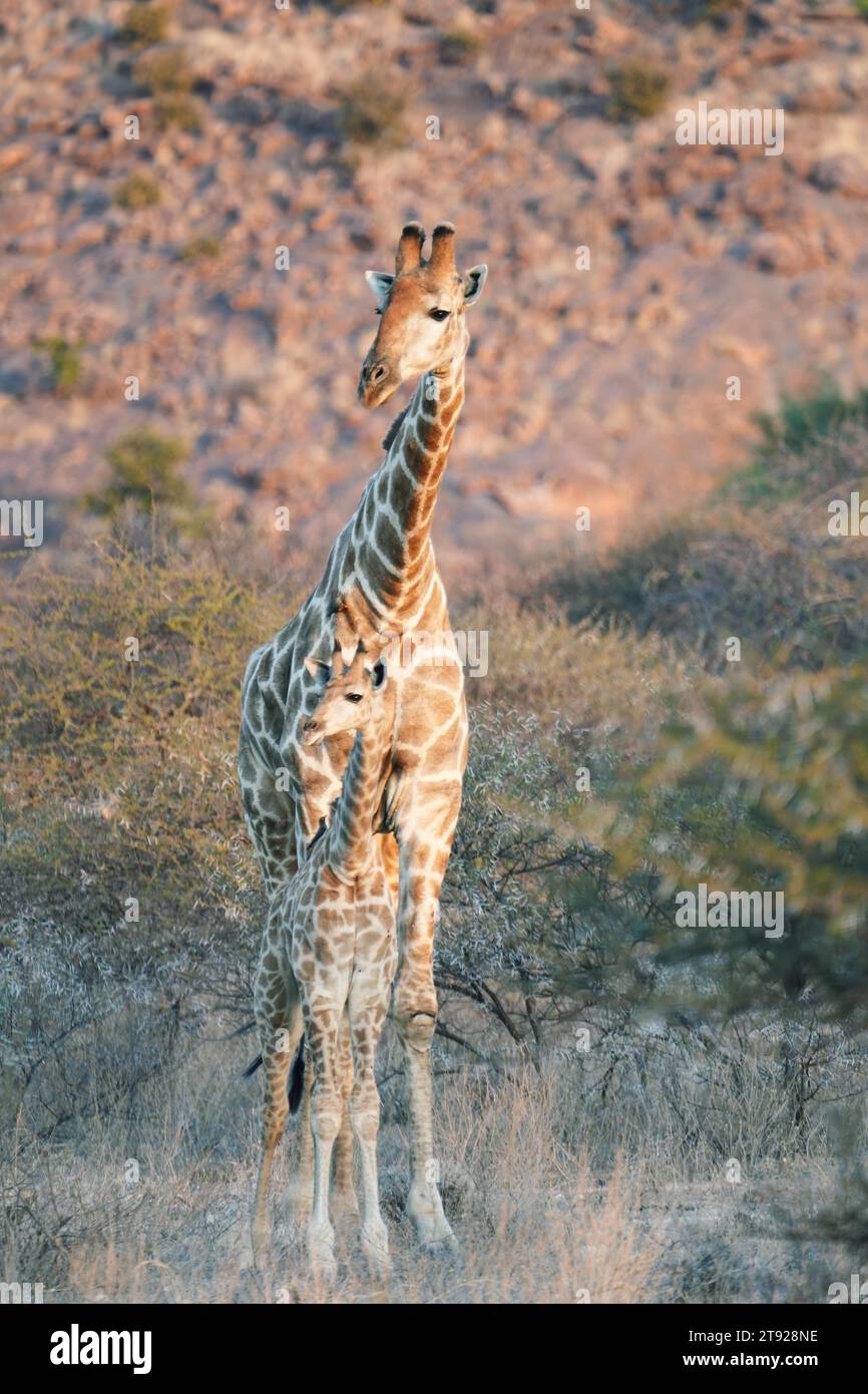 Giraffe with young animal, Limpopo, South Africa Stock Photo - Alamy