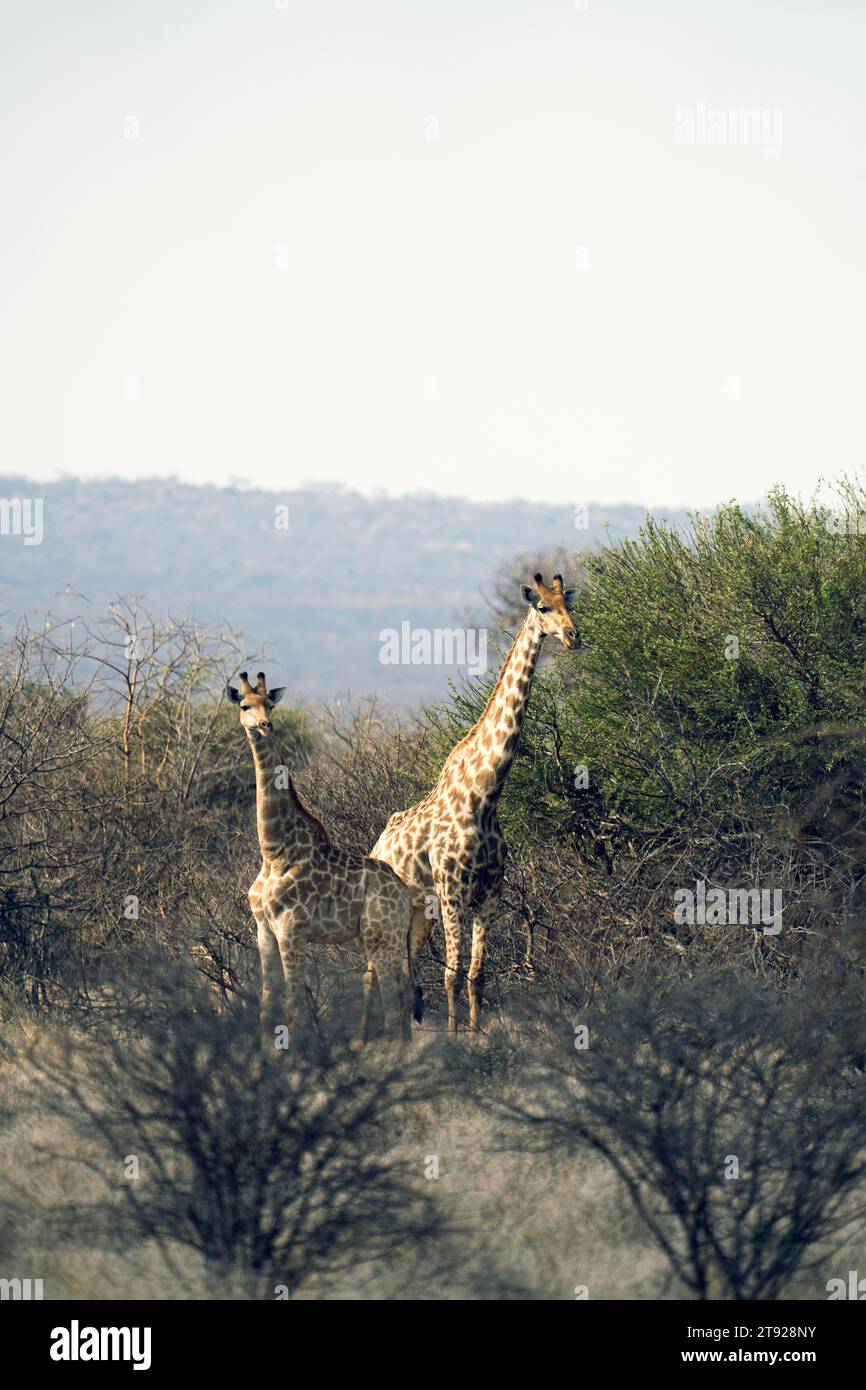 Giraffe with young animal, Limpopo, South Africa Stock Photo - Alamy