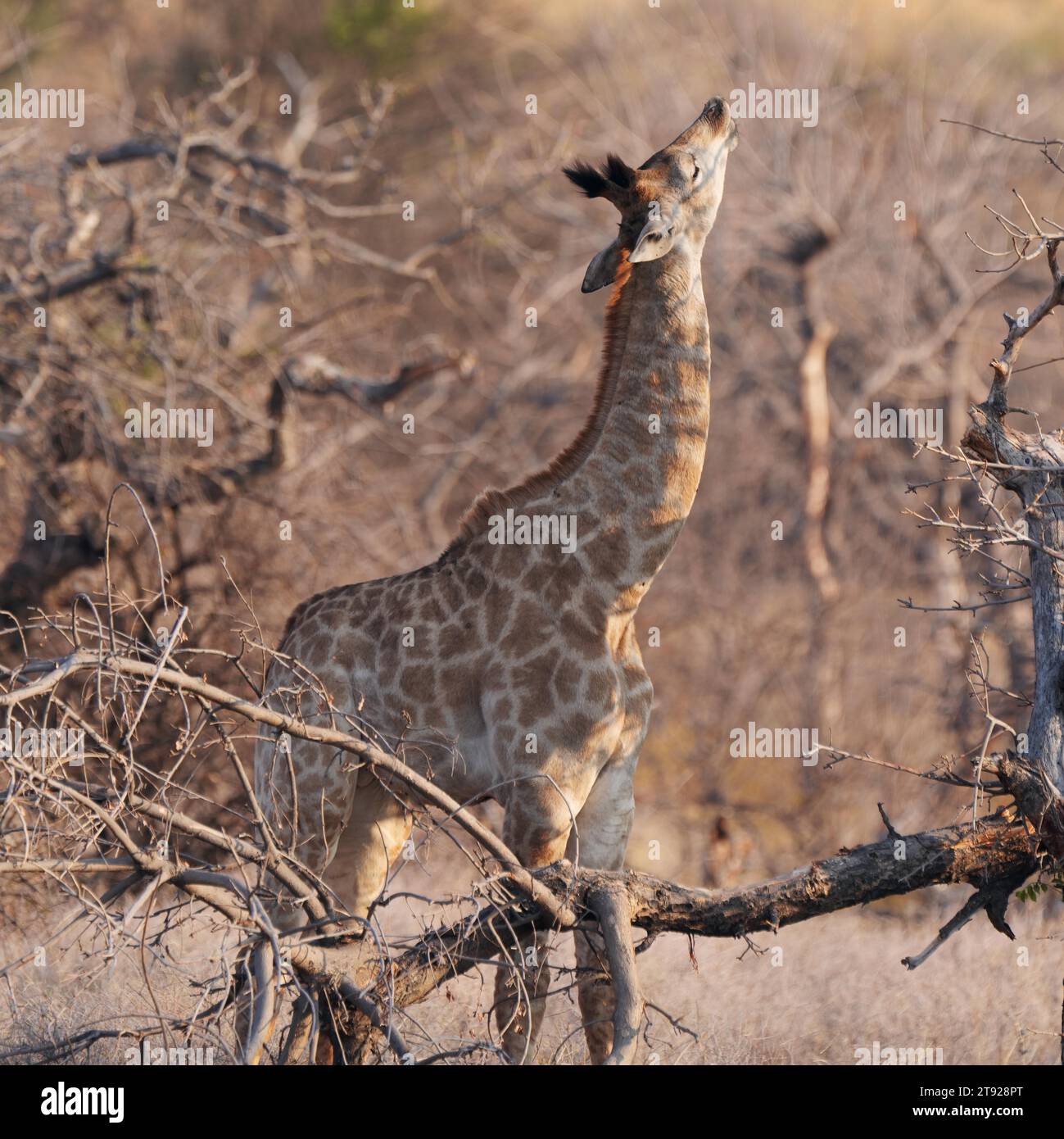 Giraffes, young animal, Limpopo, South Africa Stock Photo - Alamy