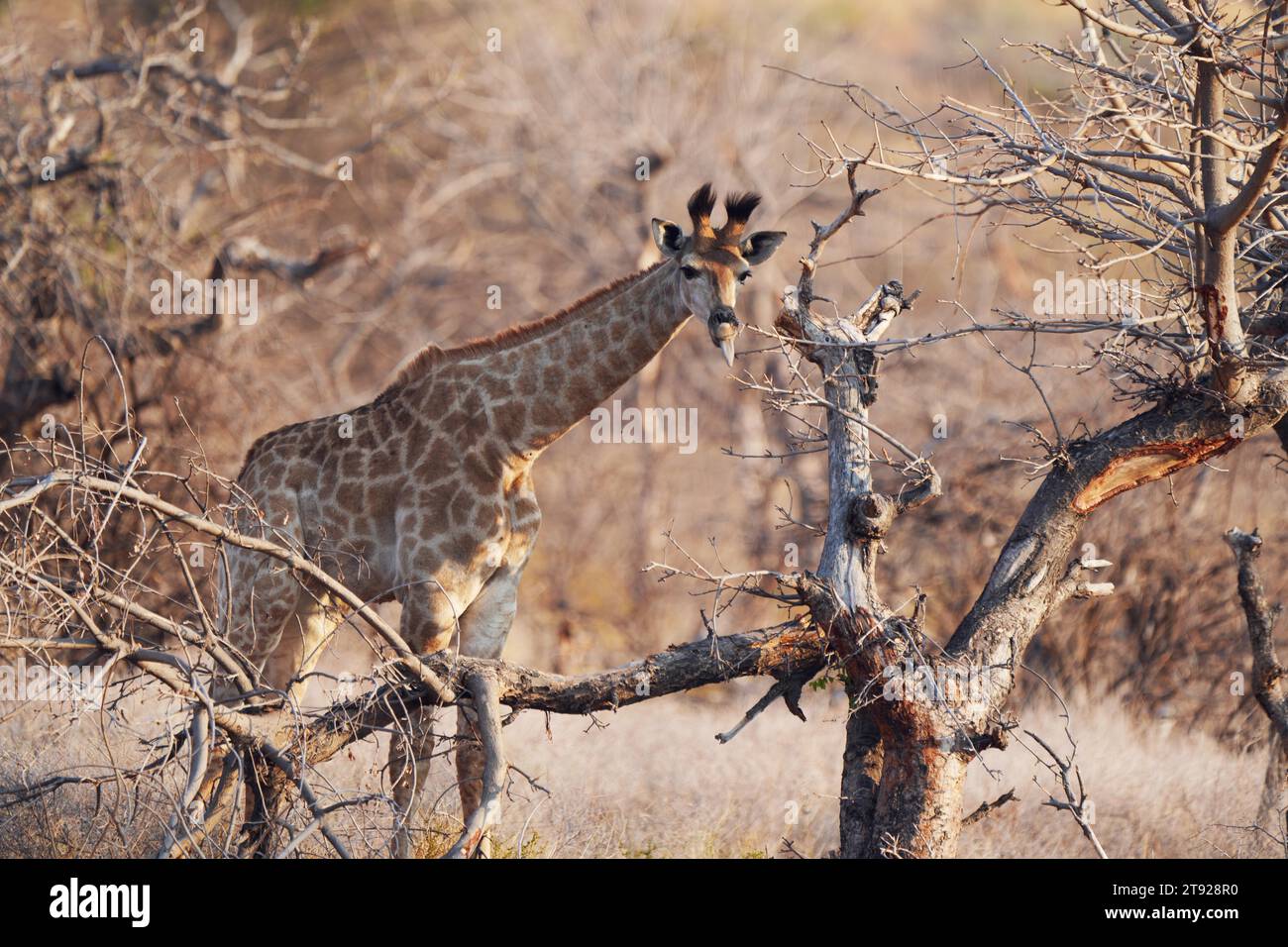 Giraffe, young animal, Limpopo, South Africa Stock Photo - Alamy