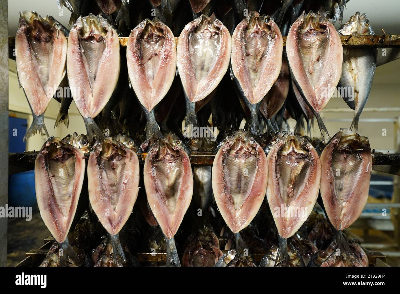 Kippers at Crasters kippers factory L.Robson and Sons Ltd in ...