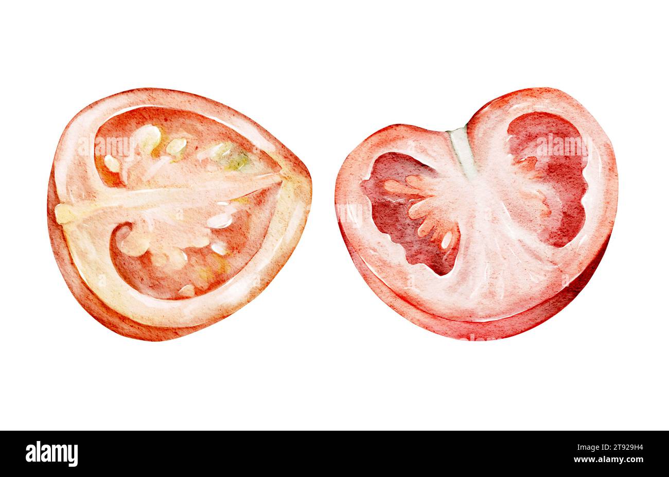 Watercolor vegetables halves of tomatoes isolated on white background ...