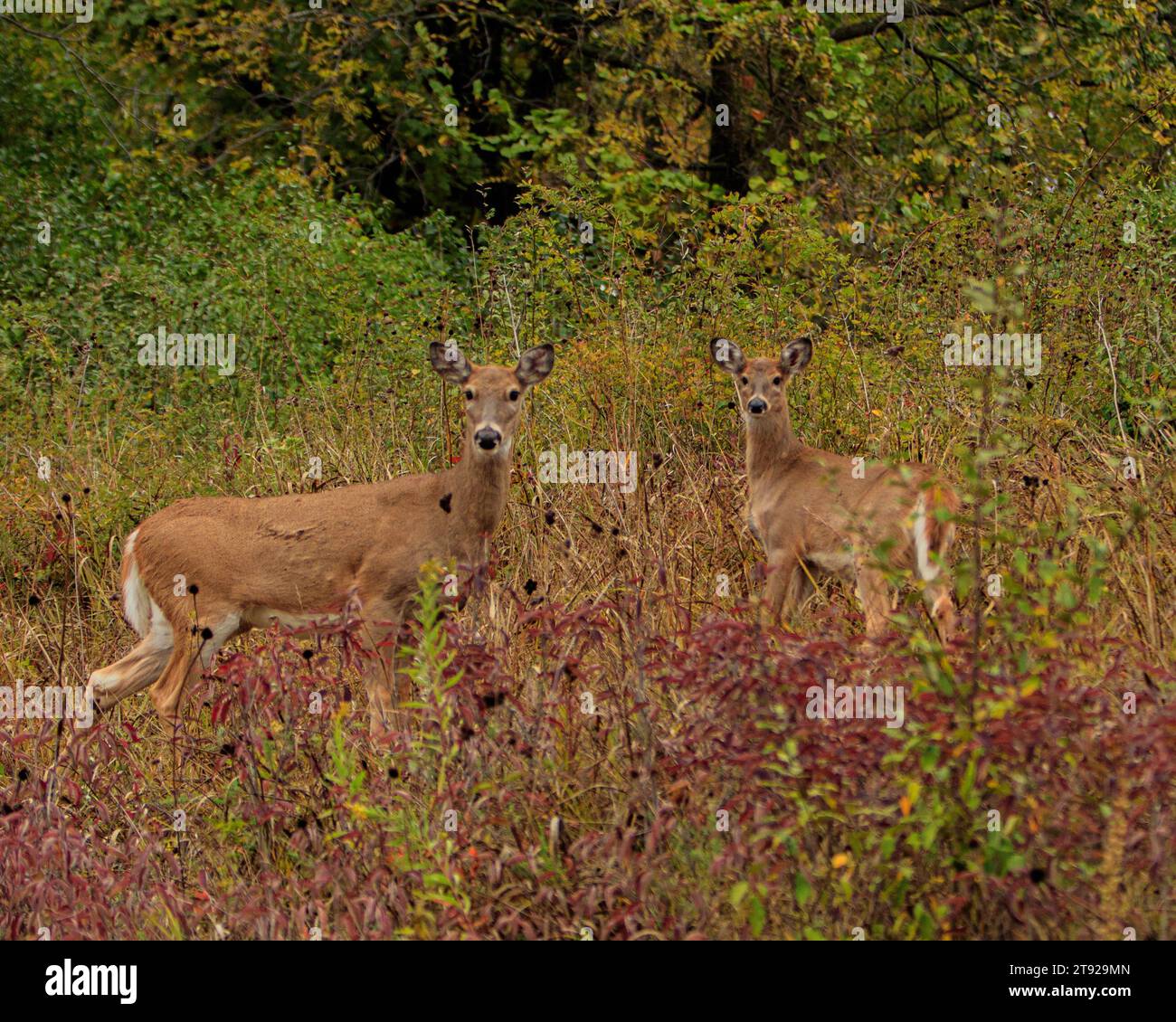 The two white-tailed deer standing in a grassy field Stock Photo - Alamy