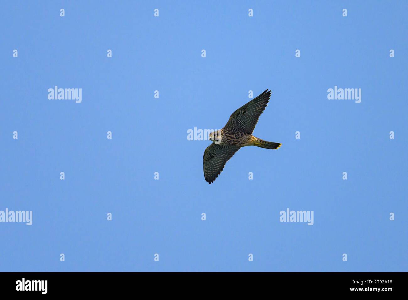 Falco peregrinus france hi-res stock photography and images - Alamy