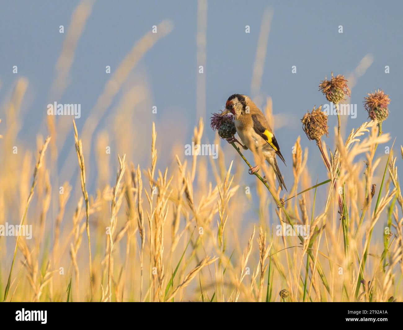 A European Goldfinch sitting on a plant, sunny morning, summer in ...