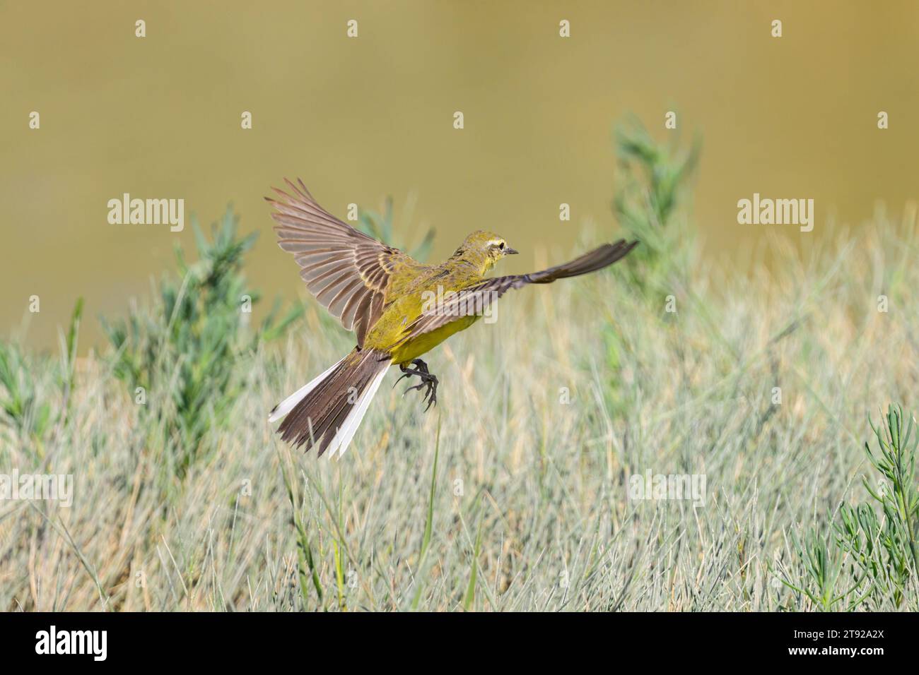 A Western Yellow wagtail flying over high grass, sunny day in summer in ...