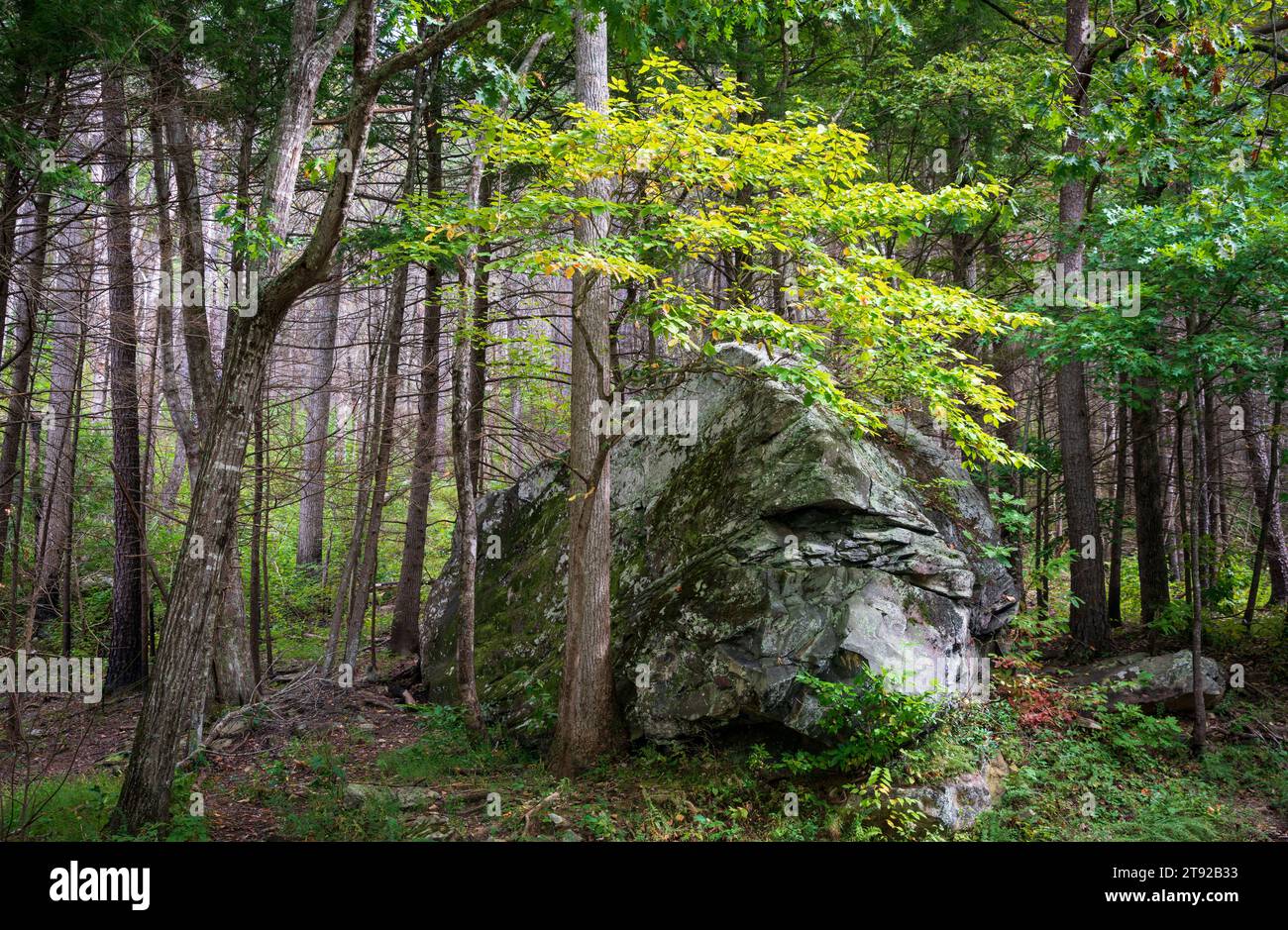 Huge Boulder and Thick Forest at Great Smoky Mountains National Park in ...