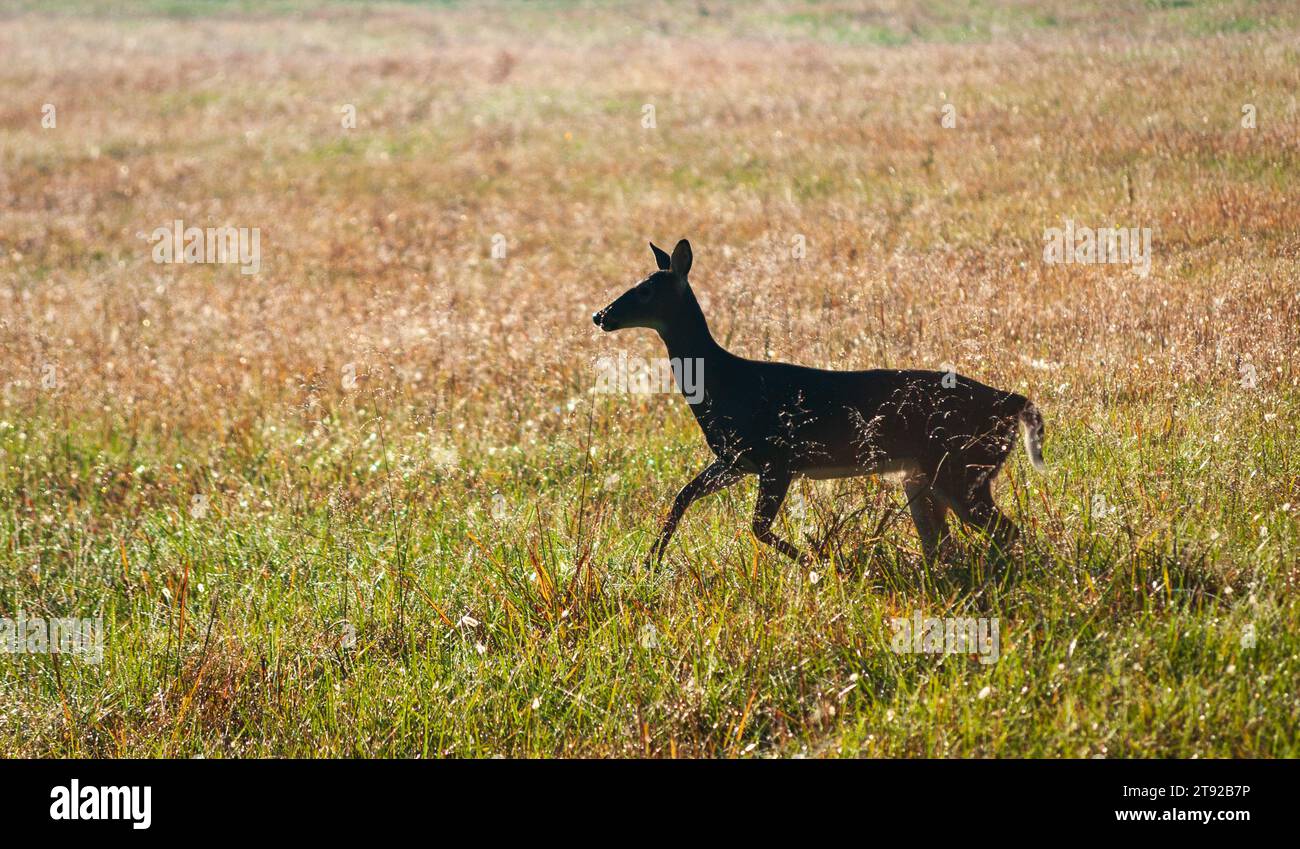 White-tailed deer at the Smoky Mountain National Park, North Carolina ...