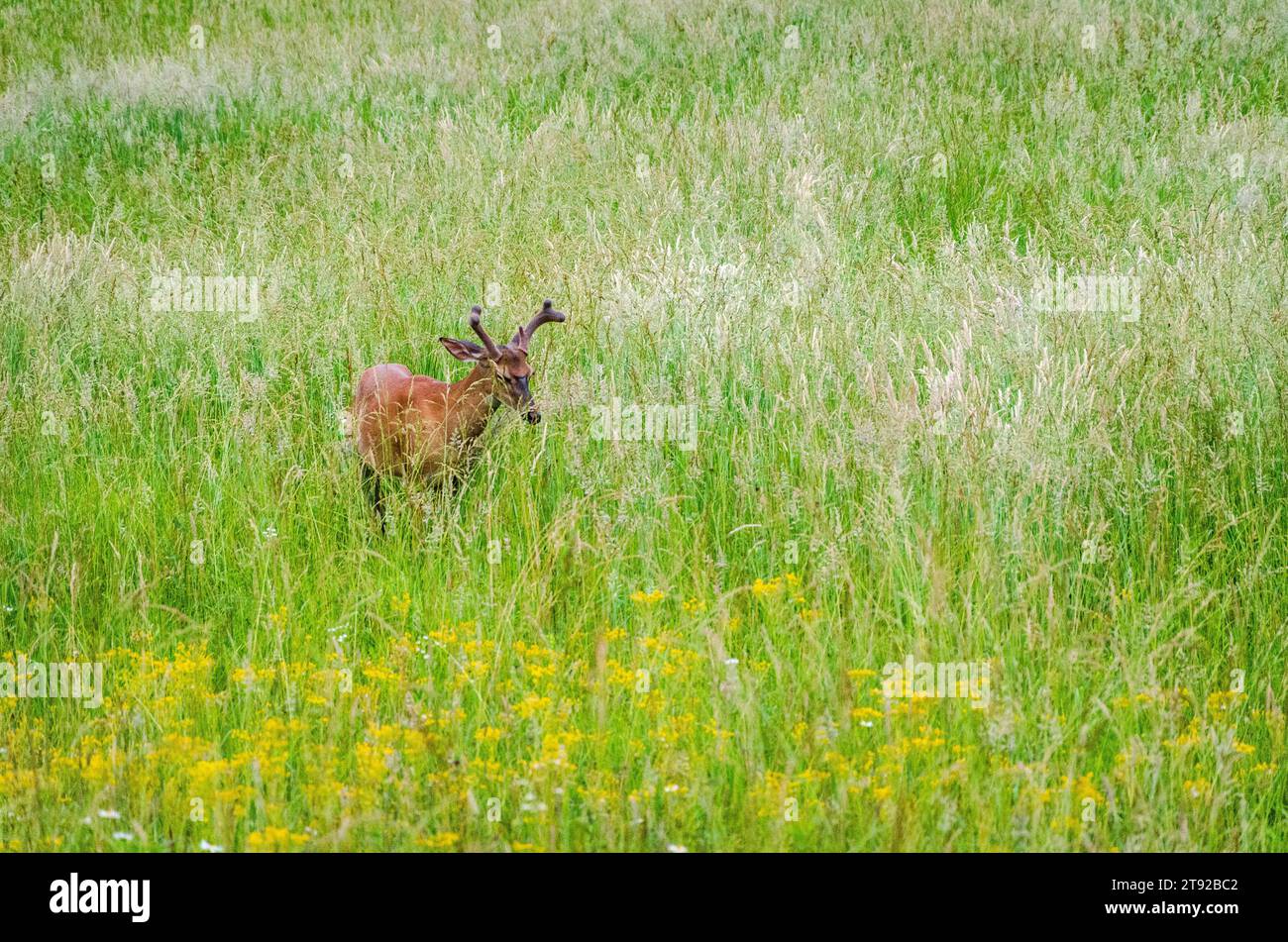 White-tailed deer at the Smoky Mountain National Park, North Carolina ...