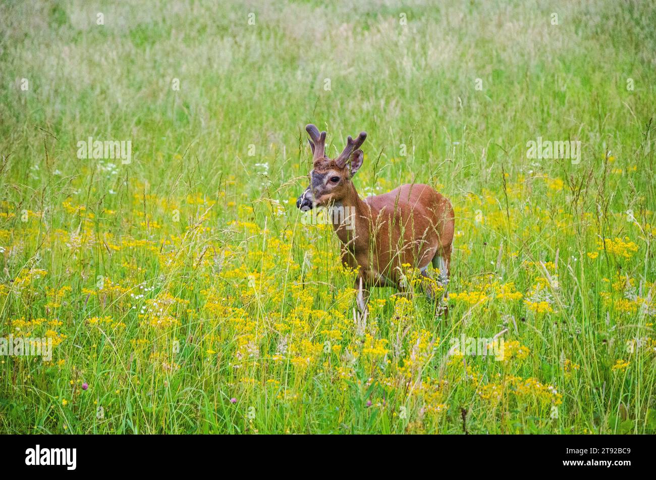White-tailed deer at the Smoky Mountain National Park, North Carolina ...