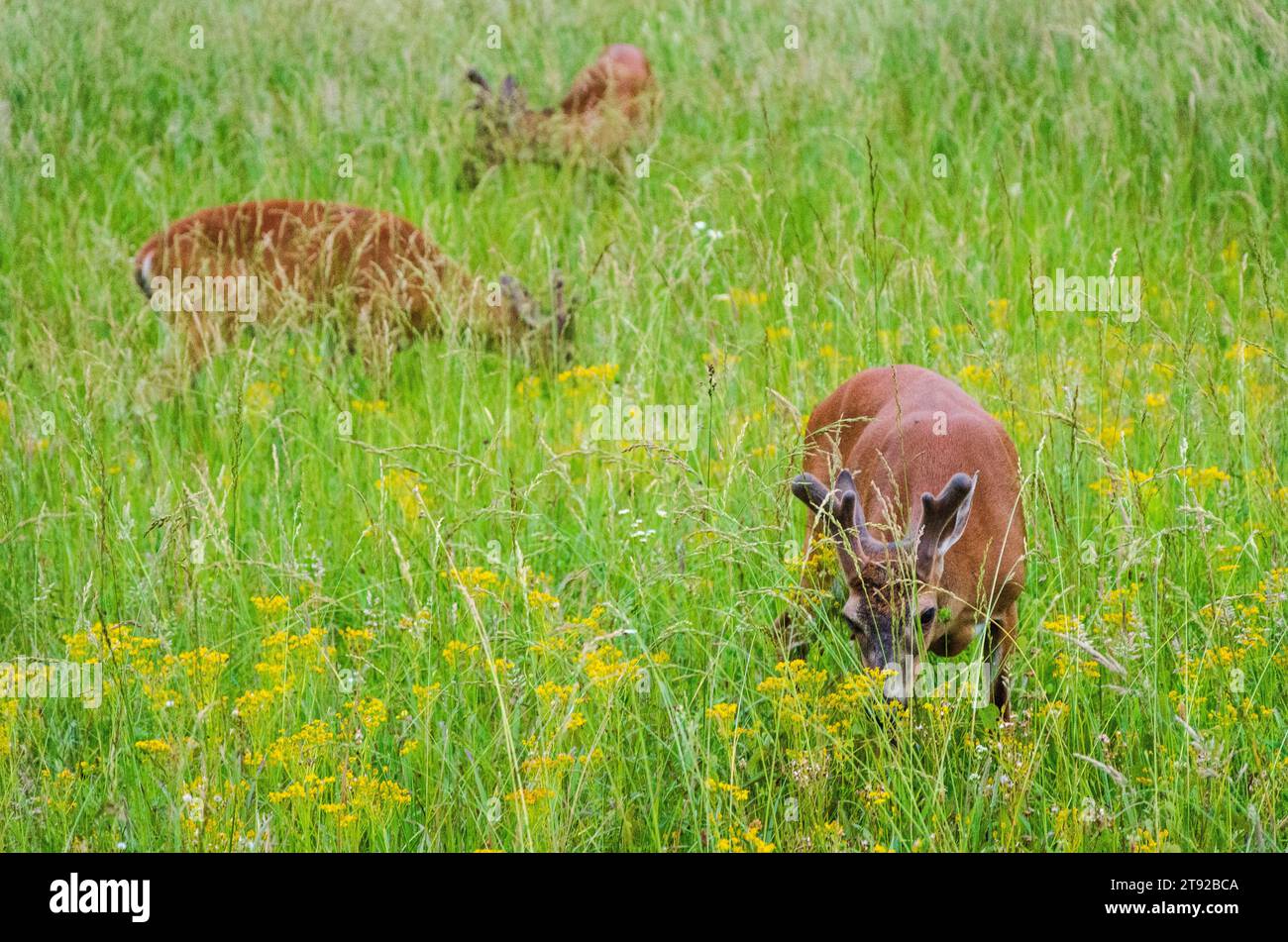 White-tailed deer at the Smoky Mountain National Park, North Carolina ...