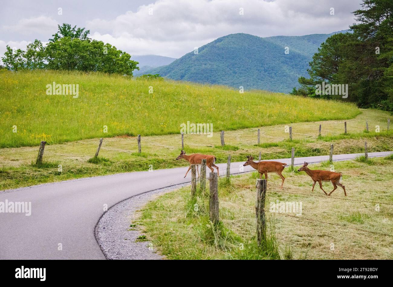 White-tailed deer at the Smoky Mountain National Park, North Carolina ...