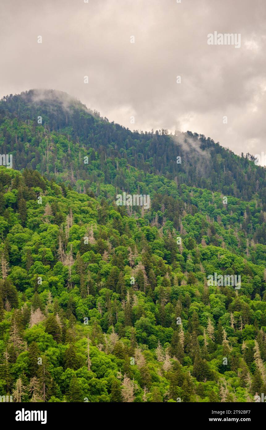 Overlook on a Moody Day at the Great Smoky Mountains National Park in ...