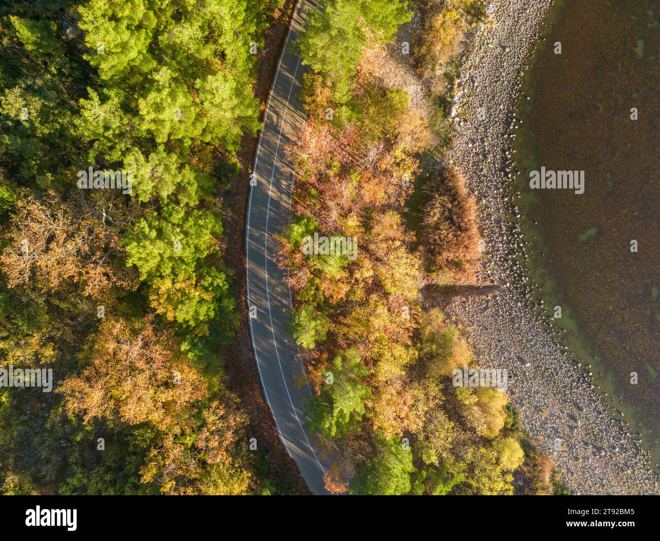 Aerial view of forest road with pine trees on both sides in autumn ...