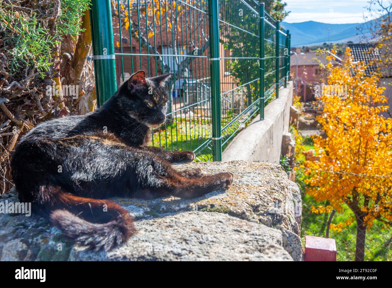 Carey cat on a stone Stock Photo - Alamy
