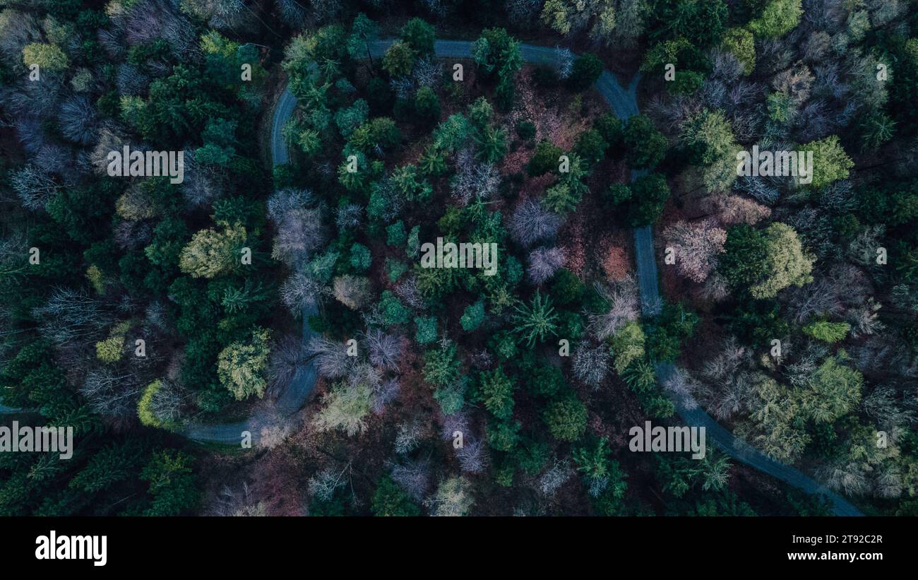 An isolated asphalt road winding its way through a lush, green forest ...