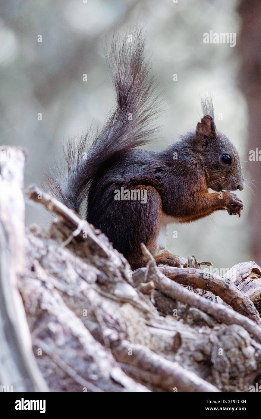 A majestic animal standing atop a log, its head turned away from the ...