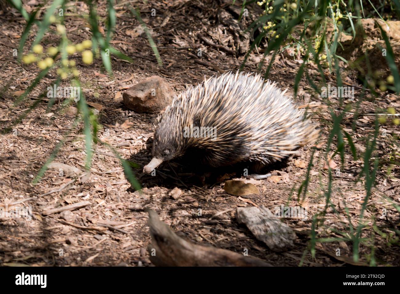 the short nosed has strong-clawed feet and spines on the upper part of ...