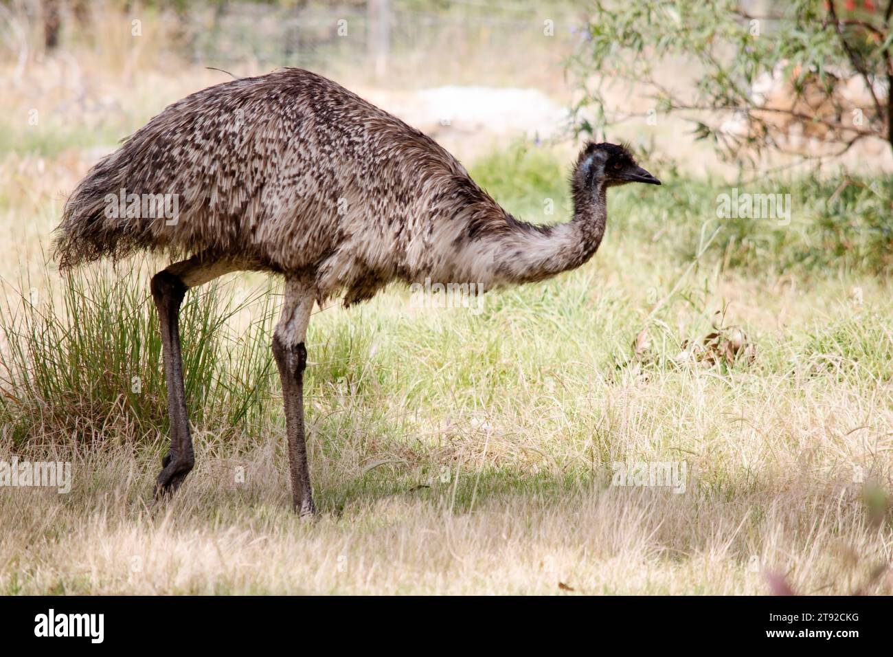 Emus are covered in primitive feathers that are dusky brown to grey ...