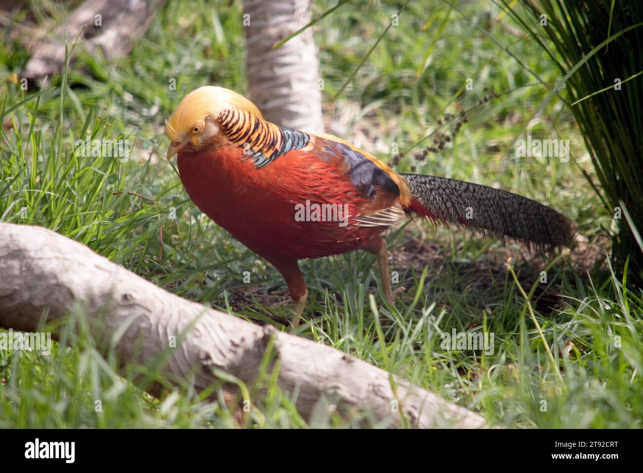 the male golden pheasant is very brightly coloured with a yellow crown ...