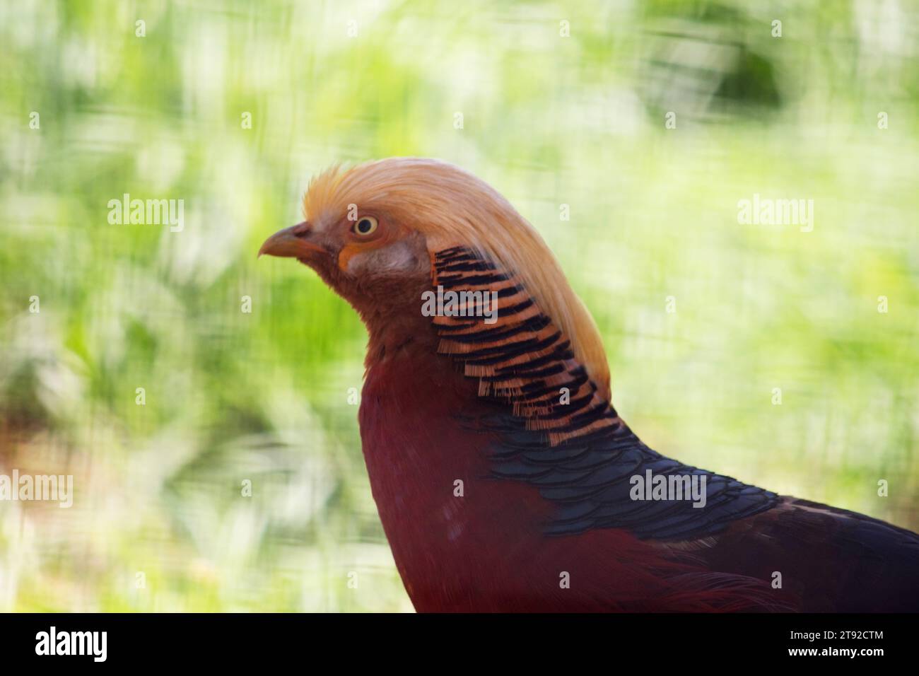 the male golden pheasant is very brightly coloured with a yellow crown ...