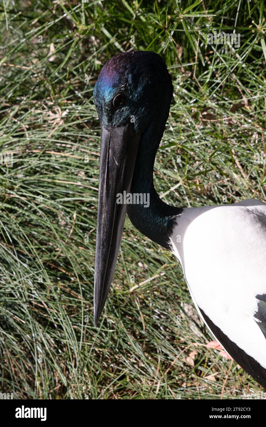 The head and neck of a jabiru is black with an iridescent green and ...