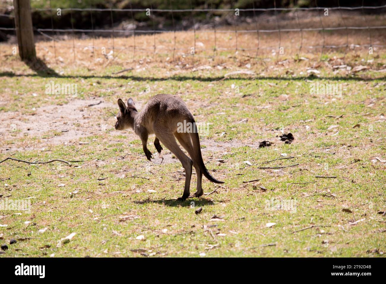 Strong legs hi-res stock photography and images - Alamy
