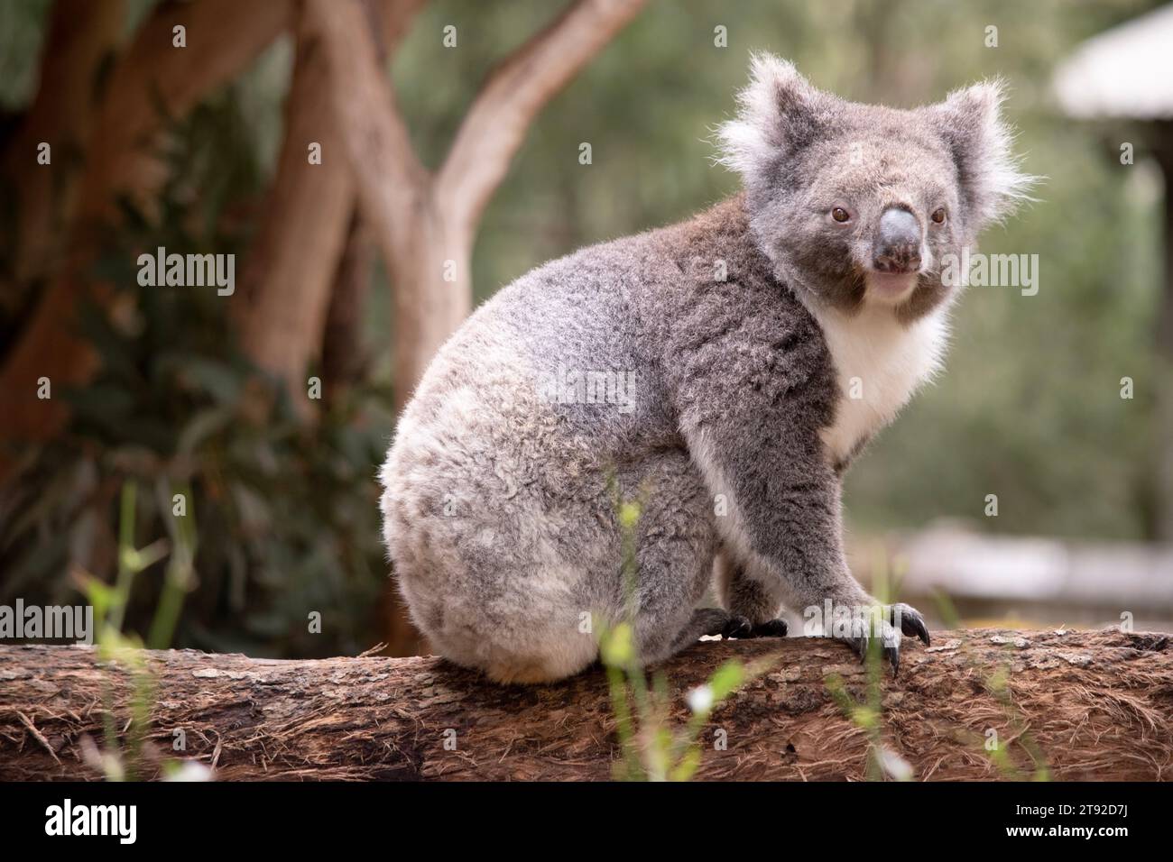 the Koala has a large round head, big furry ears and big black nose ...