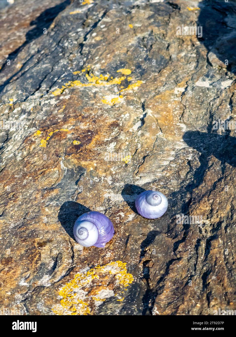 Very rare Janthina janthina on Narin Strand by Portnoo - County Donegal ...