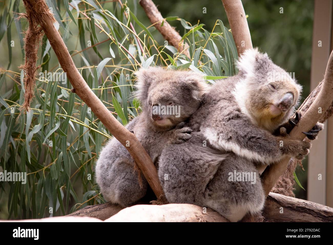 the Koala has a large round head, big furry ears and big black nose ...