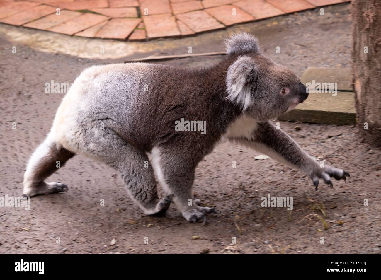the Koala has a large round head, big furry ears and big black nose ...
