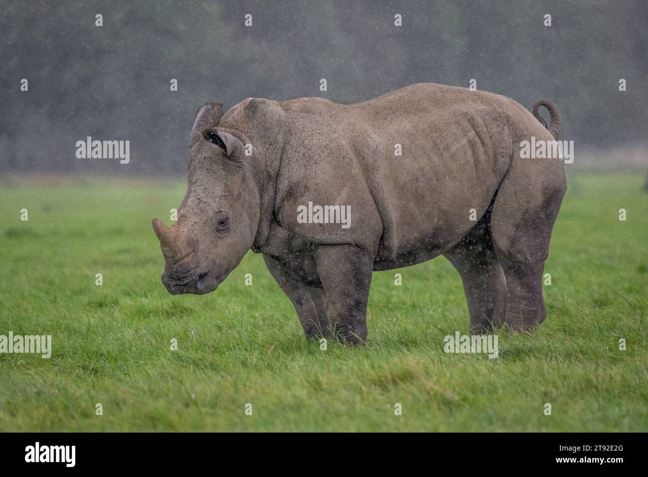 A full portrait of a baby rhinoceros as it stands on grass in a light ...
