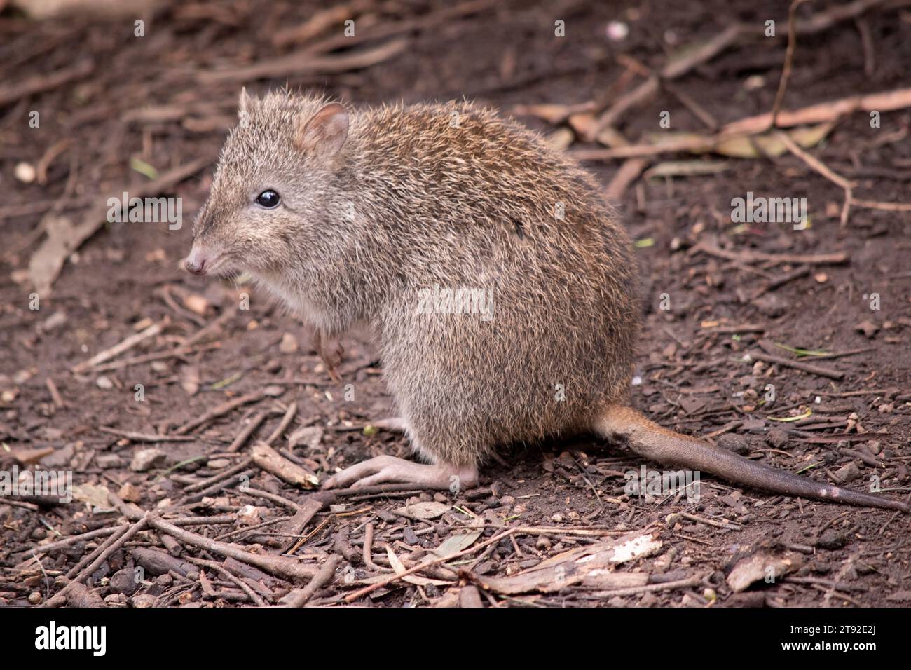 Long-nosed Potoroos have a long nose that tapers with a small patch of ...