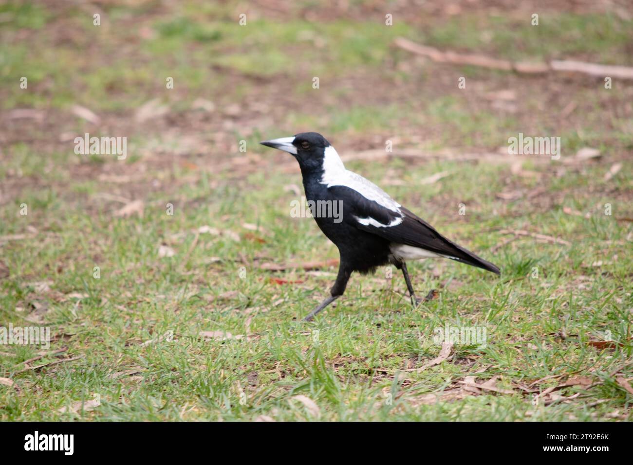 The magpie is a distinctive looking bird, with glossy black and ...