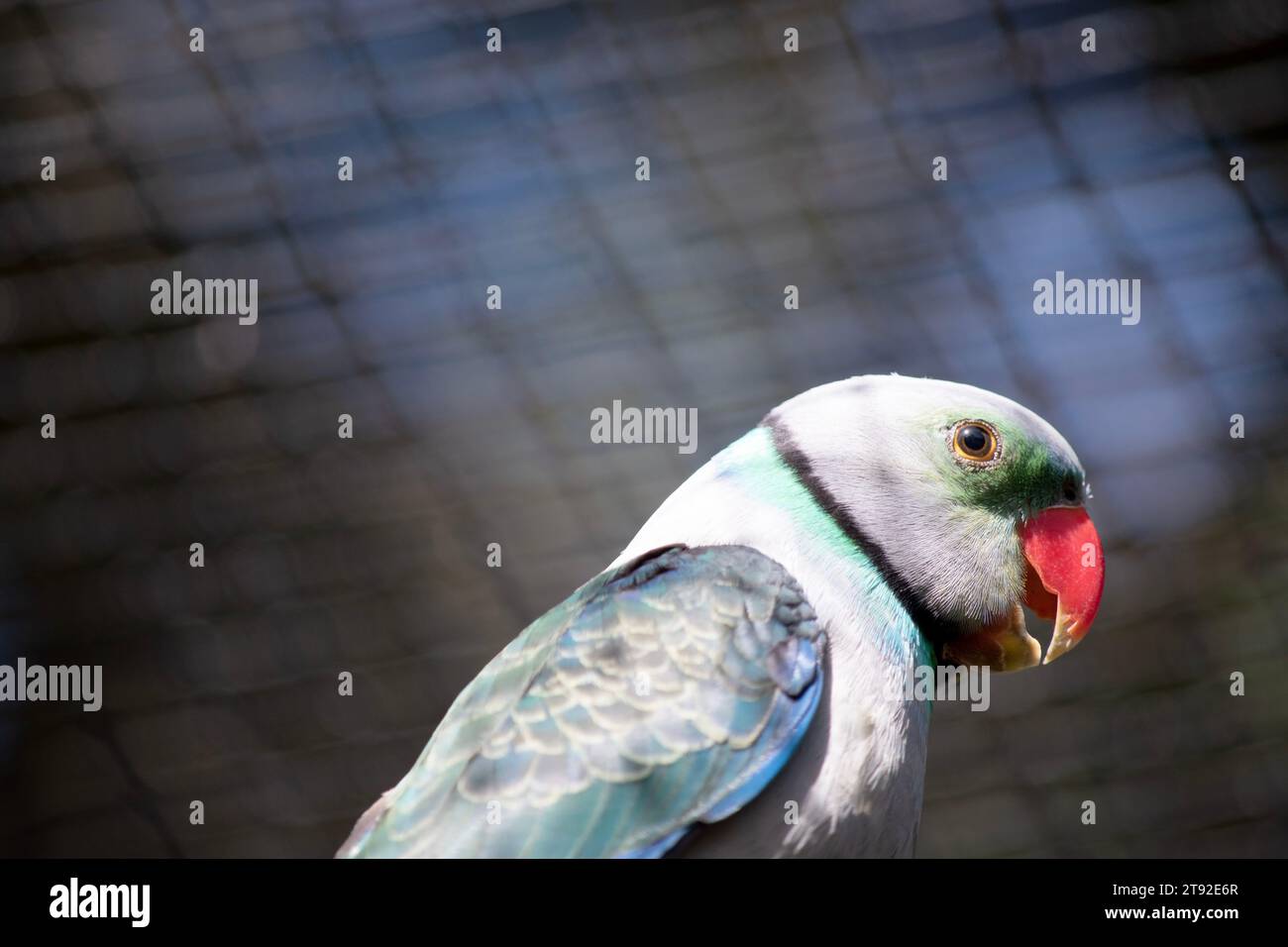 The Malabar parakeet, known also as the blue-winged parakeet, is a ...