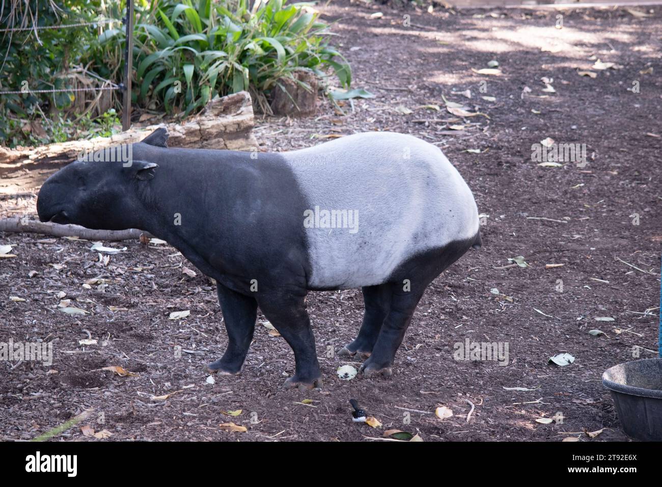 the front and black or the Malaysian tapir are black and the ...