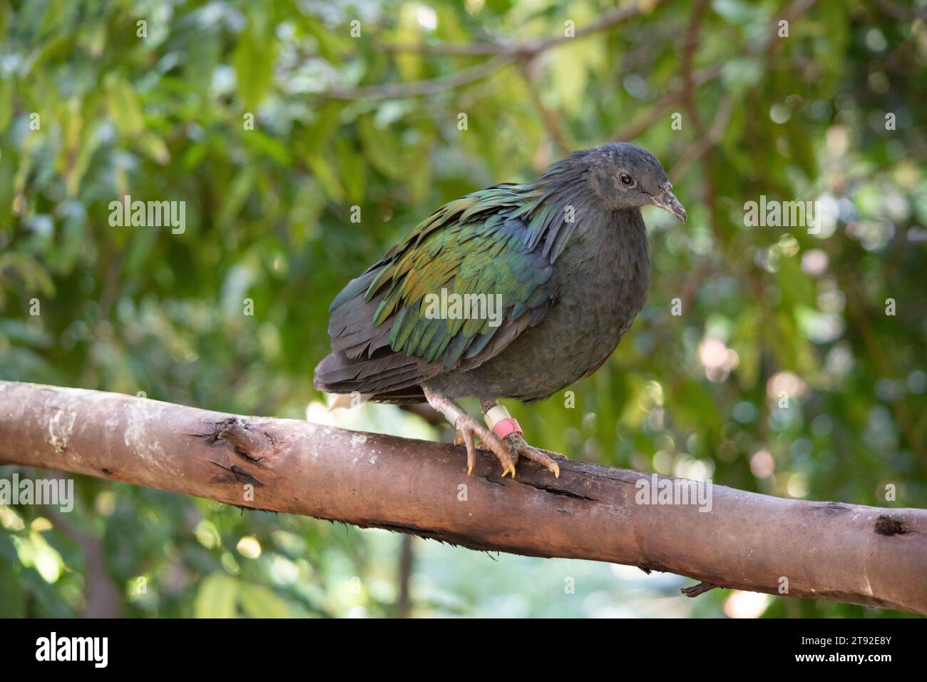 The nicobar pigeon general coloration is dark green iridescent, with a ...
