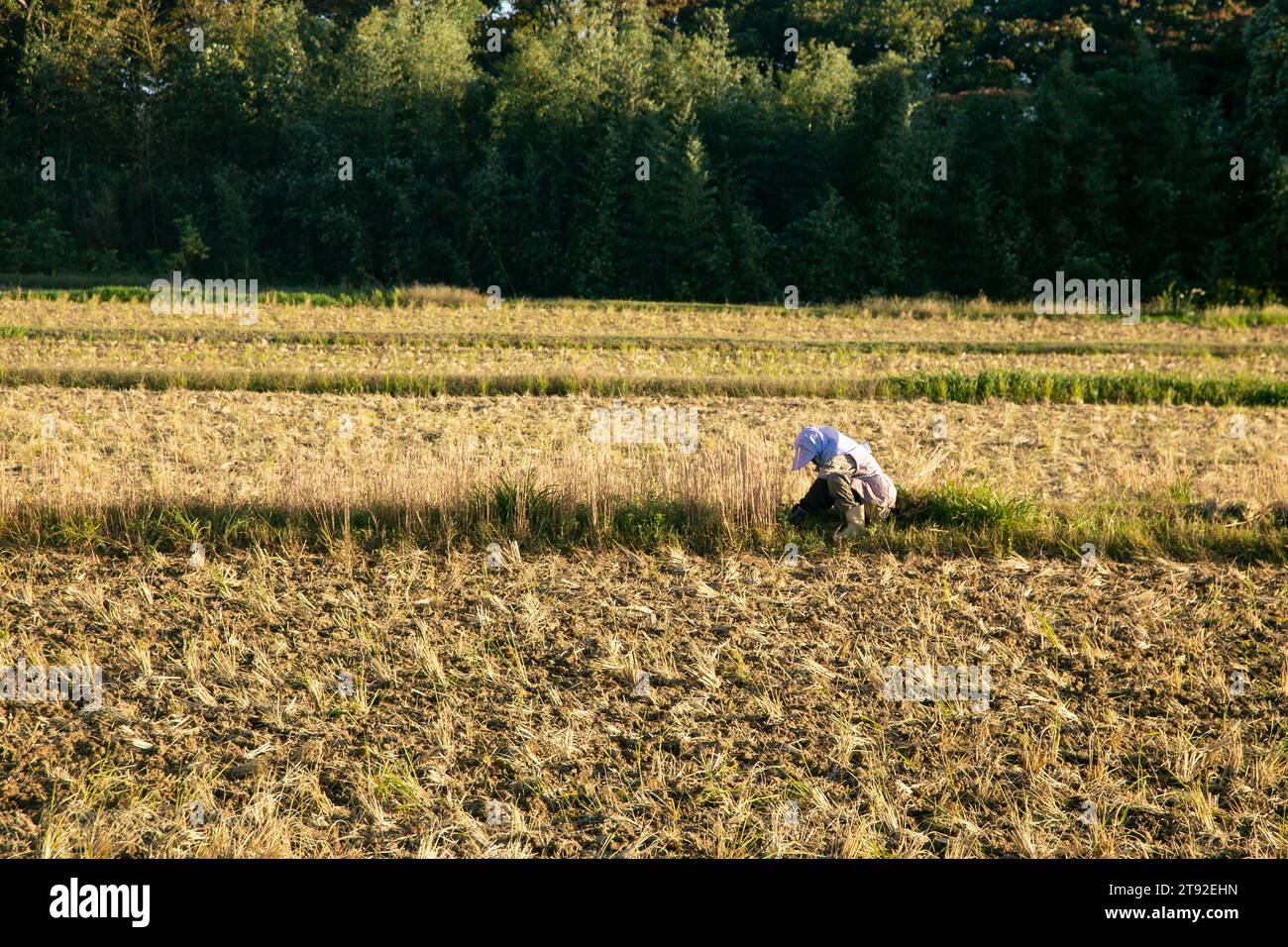 Old farmer woman working in a rice field in Sado Island, Japan Stock ...