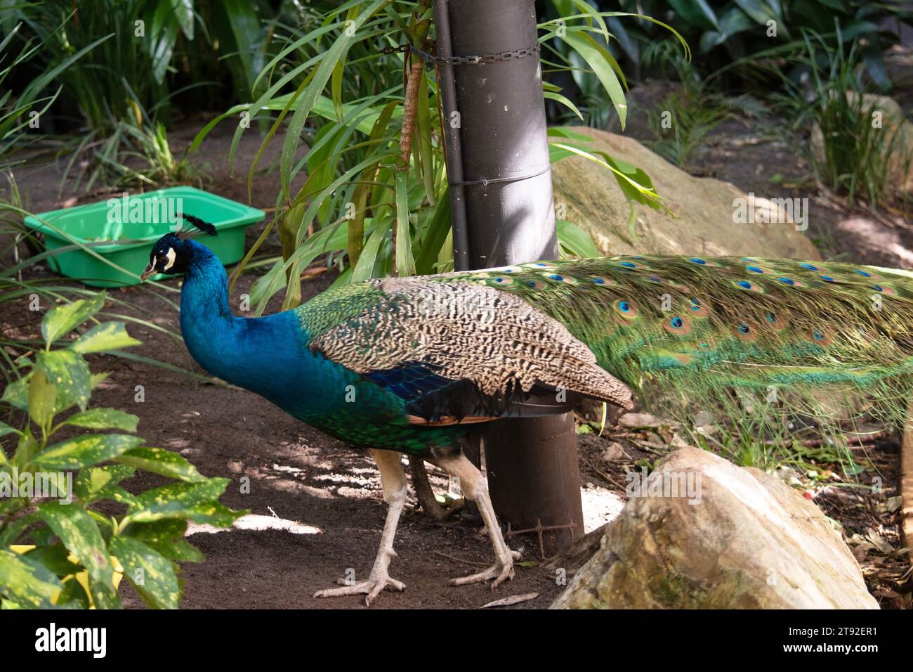 Peacocks are large, colorful blue pheasants known for their iridescent ...