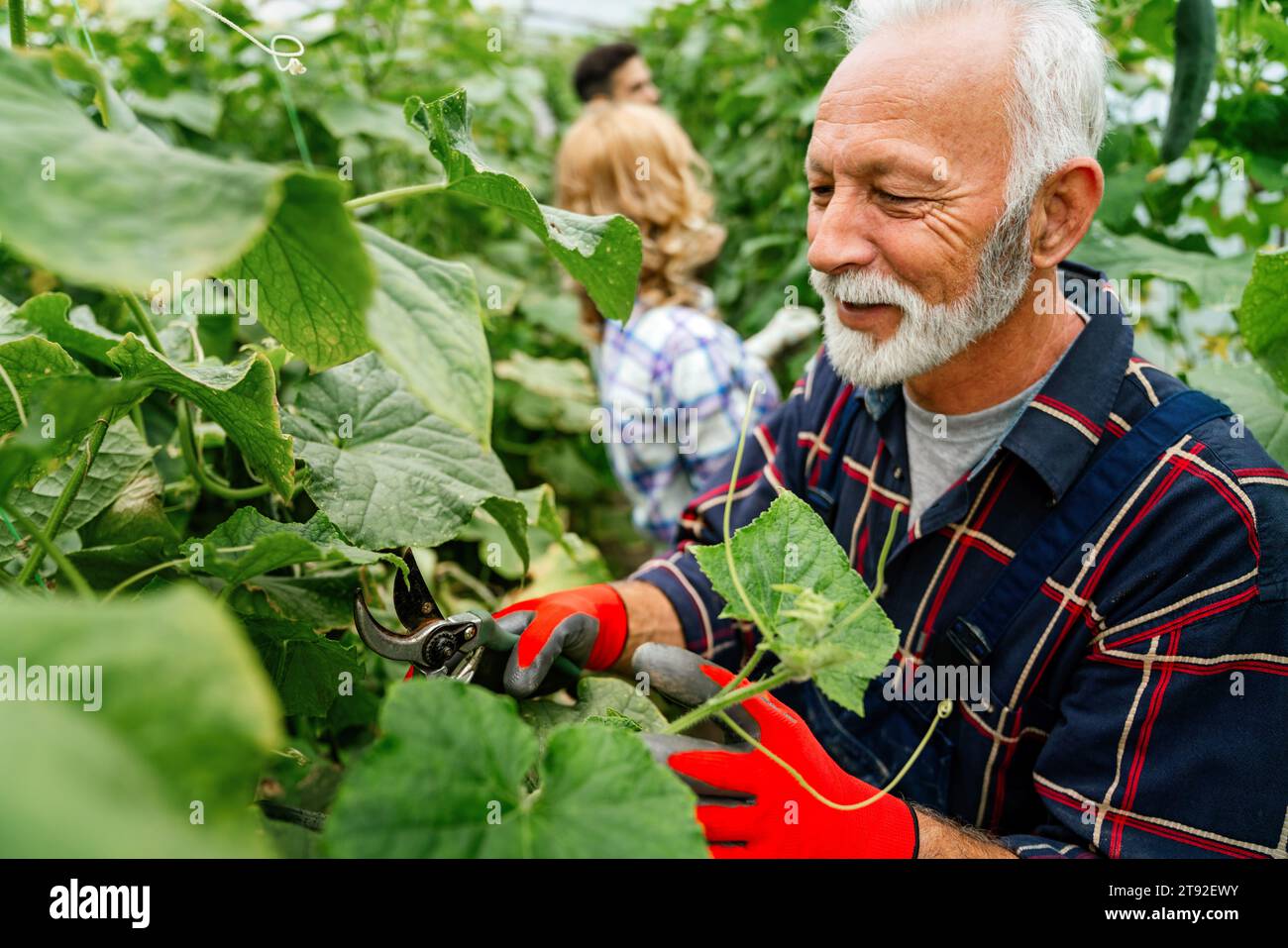 Team of multicultural male and female farmers harvesting and working in ...